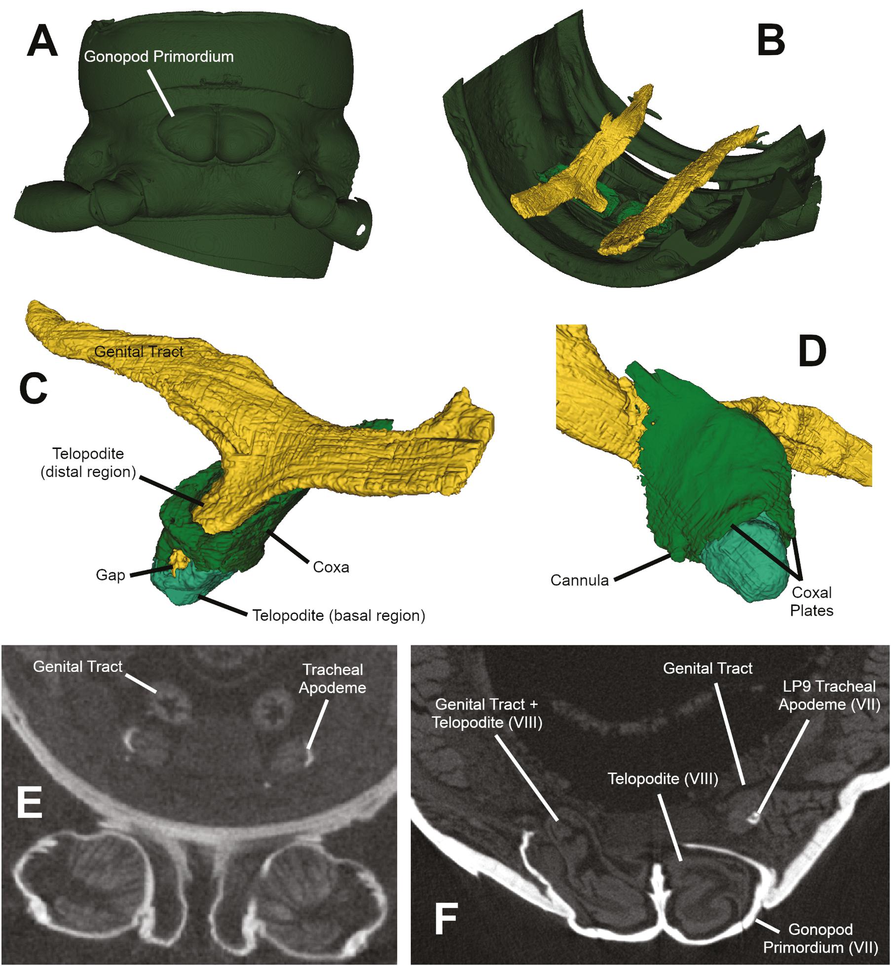 Skeletomuscular Atlas and Deep Homology of a Metamorphosing Genitalic ...