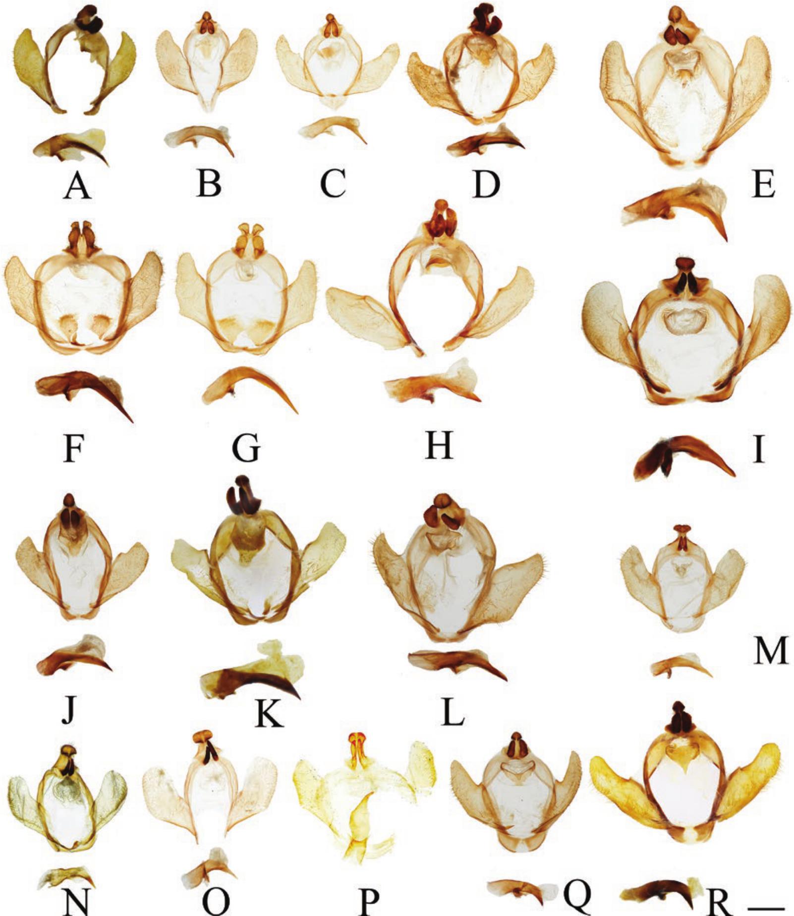 Phylogenetic systematics, diversification, and biogeography of ...