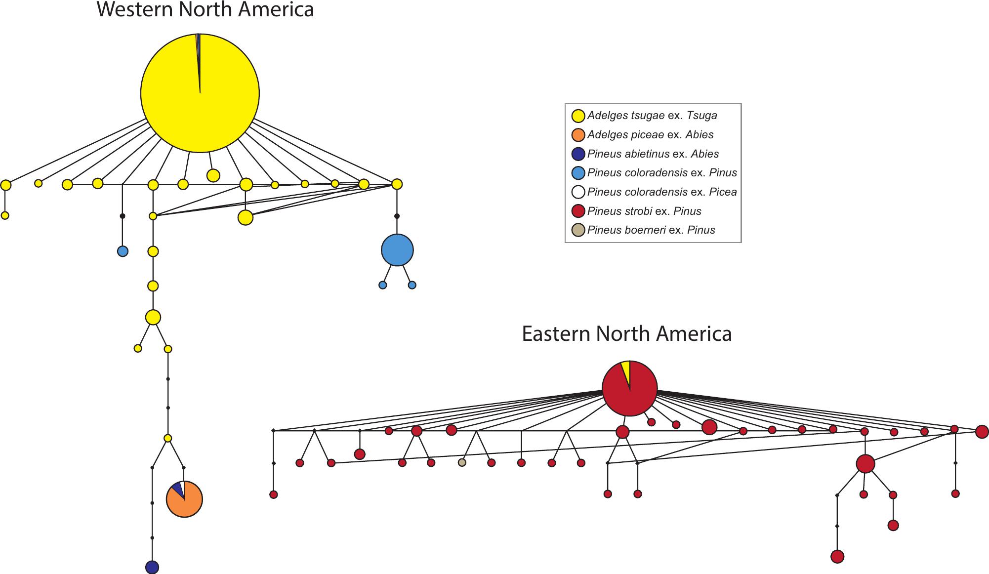 Prey-associated genetic differentiation in two species of silver fly ...