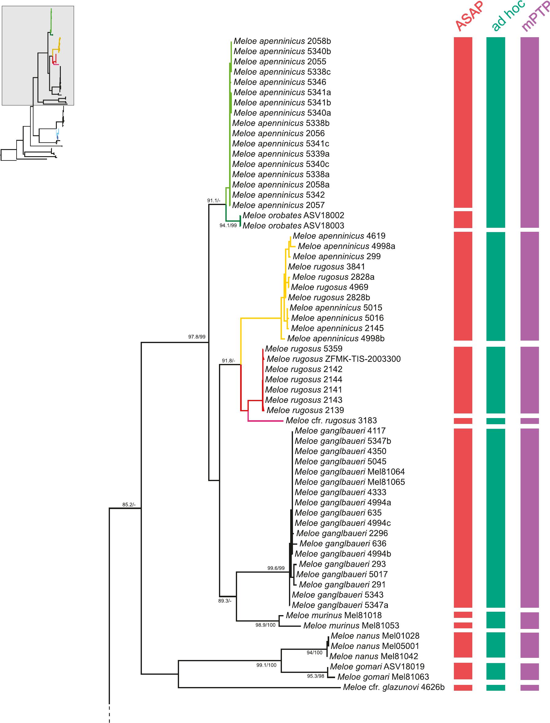 Endemic and cryptic: different biogeographic histories of three Italian ...