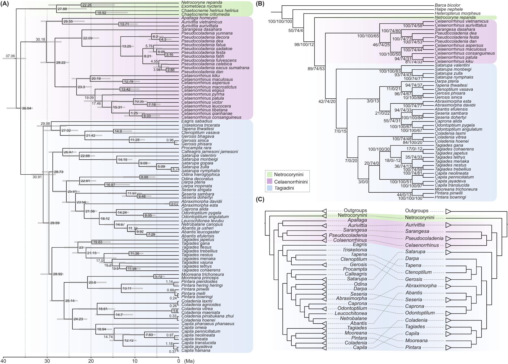 Phylogeny, divergence times, and biogeography of the subfamily ...