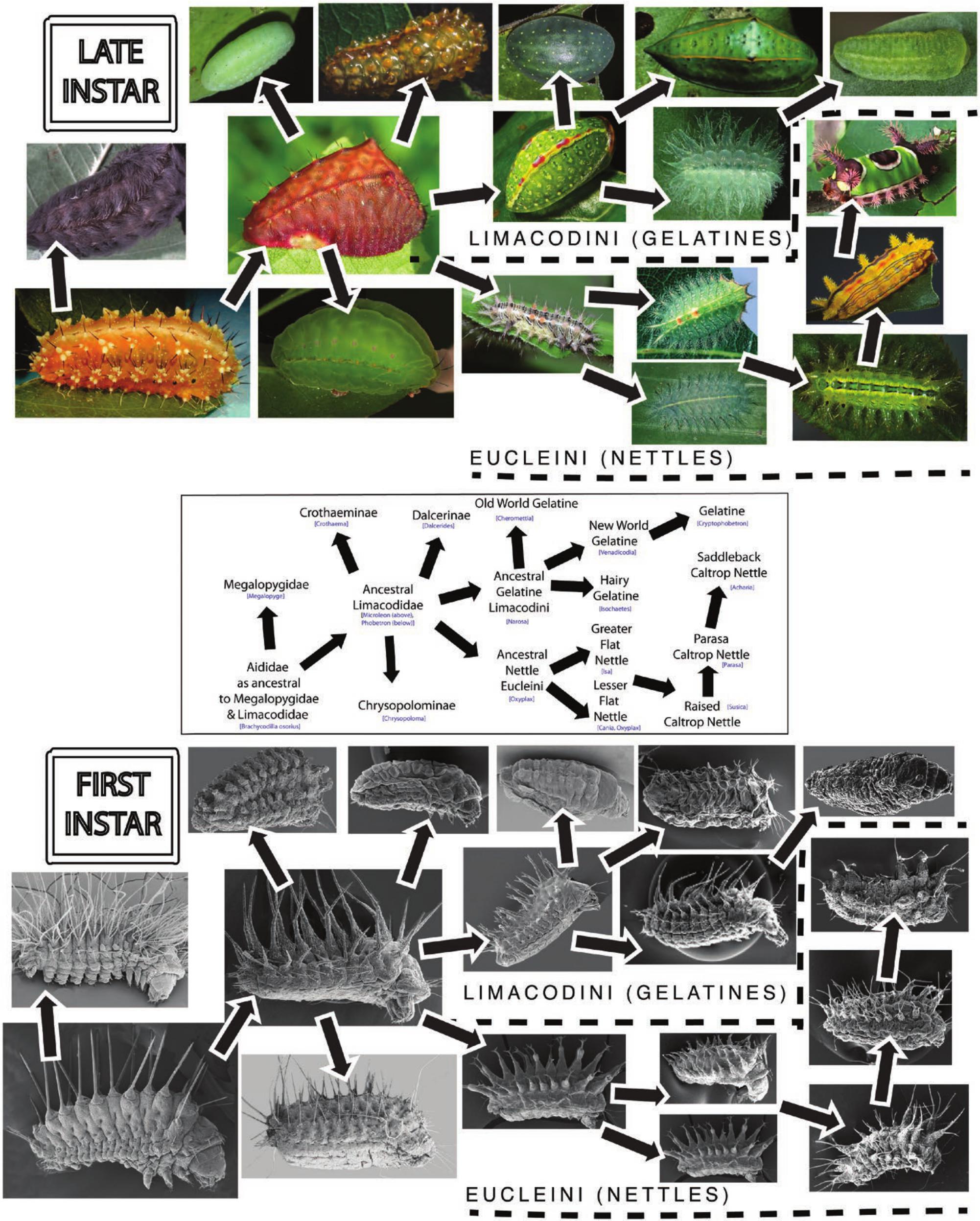 Phylogeny and reclassification of Limacodidae worldwide, with emphasis ...