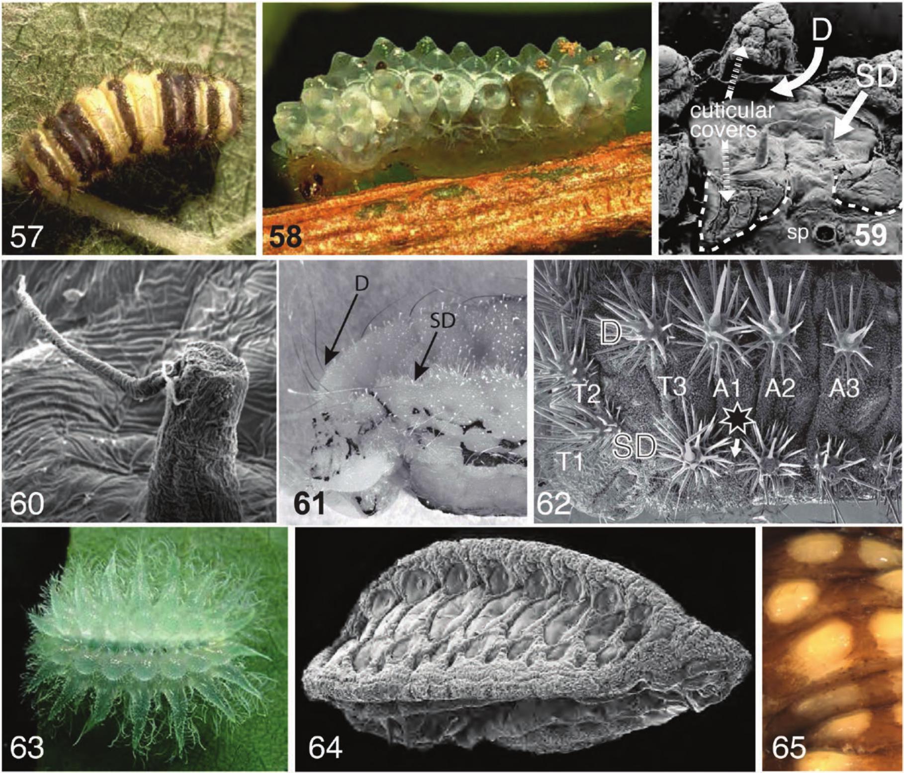 Phylogeny and reclassification of Limacodidae worldwide, with emphasis ...
