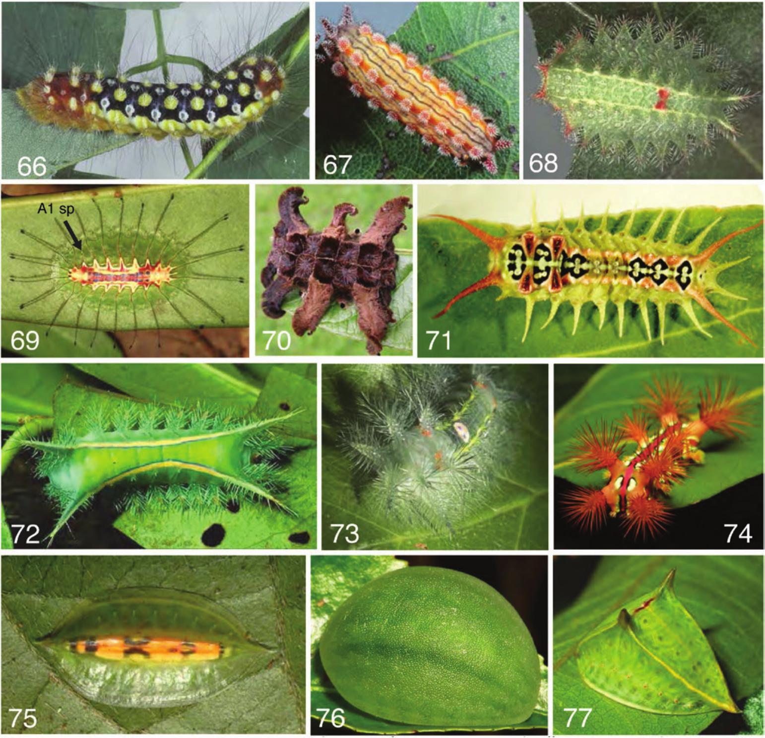 Phylogeny and reclassification of Limacodidae worldwide, with emphasis ...
