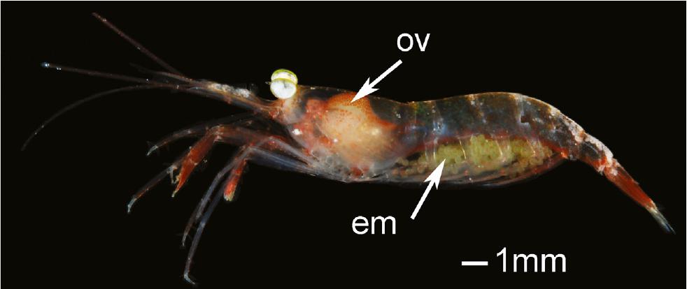 The functional morphology and role of the thelycum in insemination, and ...