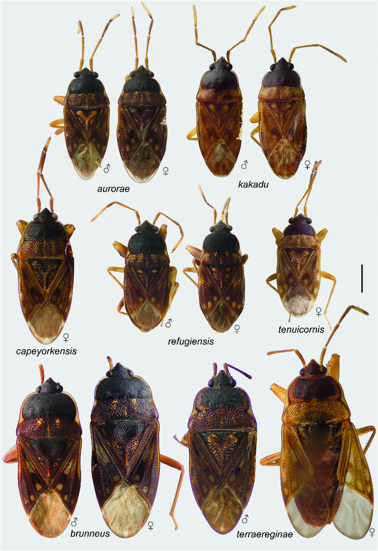 Systematics and biology of the Australian seed bug genus Megadrymus ...