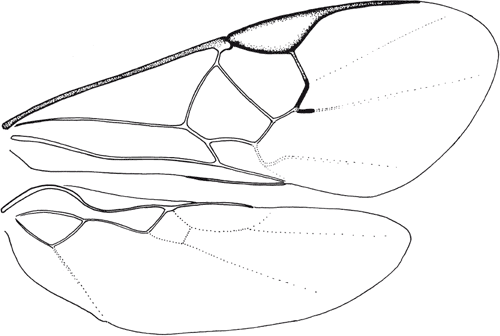 DNA barcoding and morphological identification of Argentine species of ...
