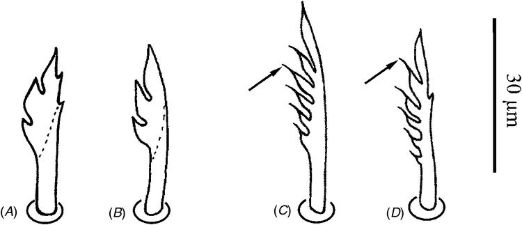 Phylogenetic and biogeographic analysis of the genus Caribeacarus ...
