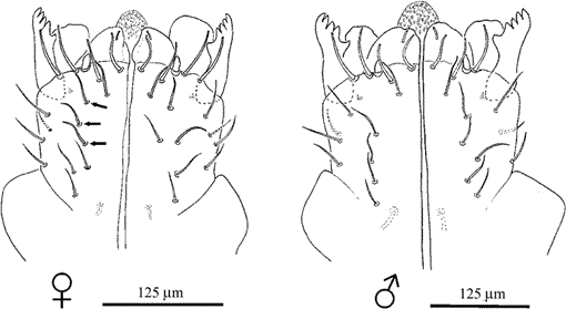 Phylogenetic and biogeographic analysis of the genus Caribeacarus ...
