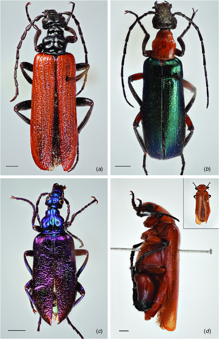 The Meloidae (Coleoptera) of Australasia: a generic review ...