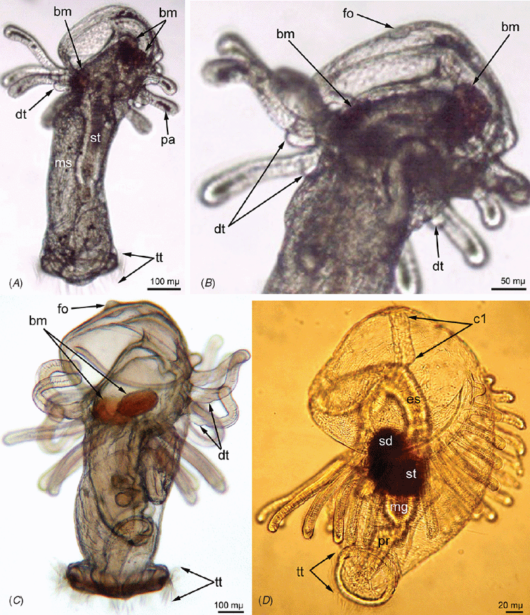 A distinct phoronid larva: morphological and molecular evidence