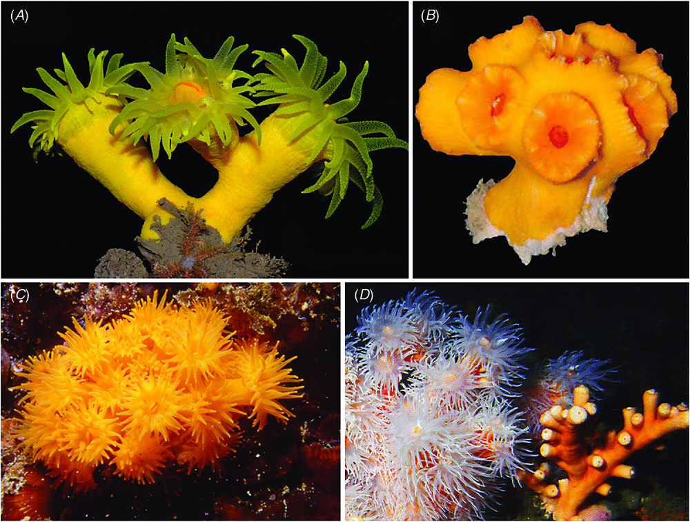 Application of cnidae composition in phylogenetic analyses of North ...