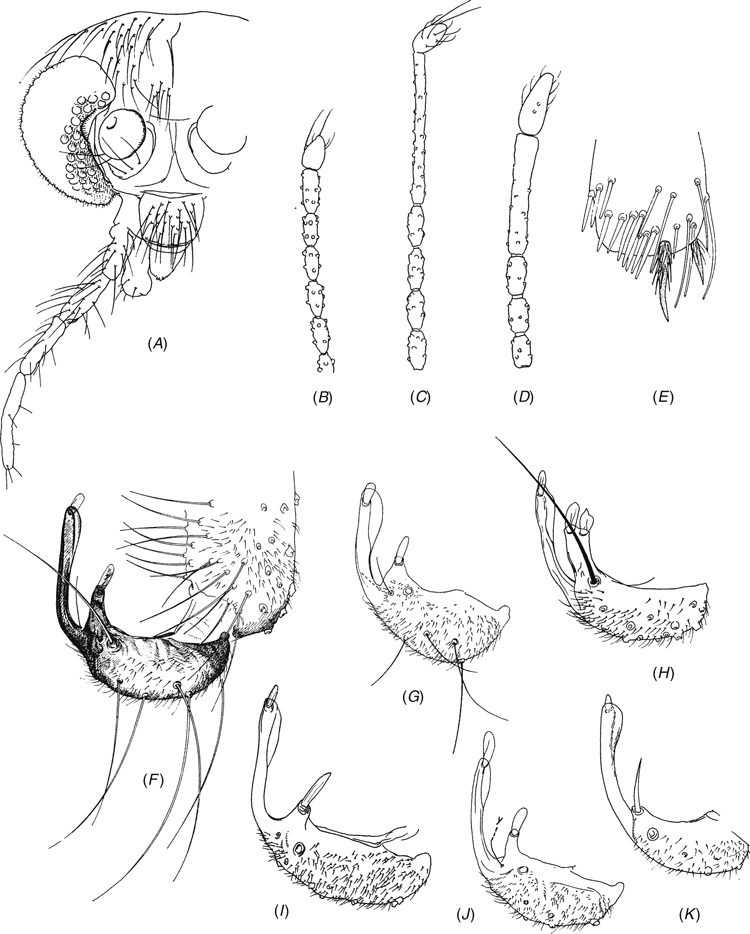 Evidence from molecules and morphology expands Podonomopsis Brundin ...