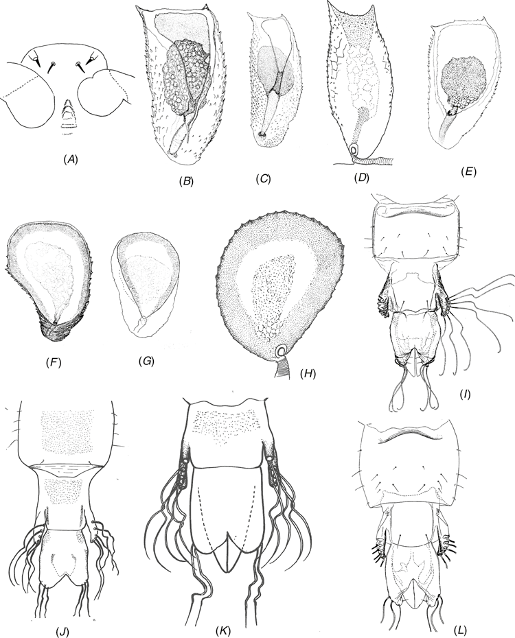 Evidence from molecules and morphology expands Podonomopsis Brundin ...