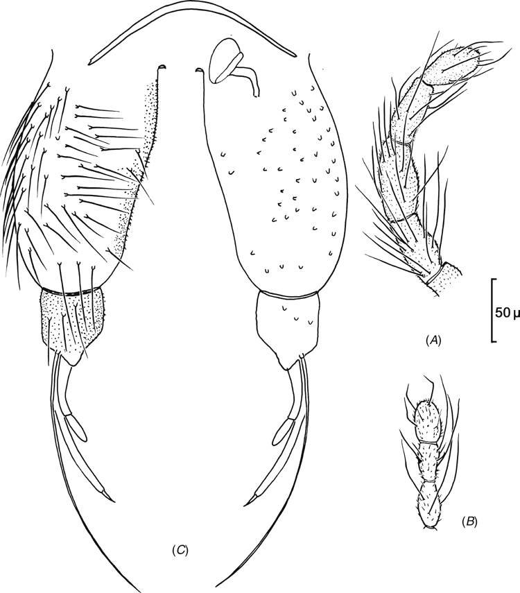 Evidence from molecules and morphology expands Podonomopsis Brundin ...
