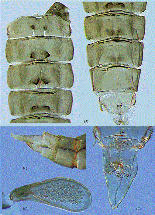 Evidence from molecules and morphology expands Podonomopsis Brundin ...