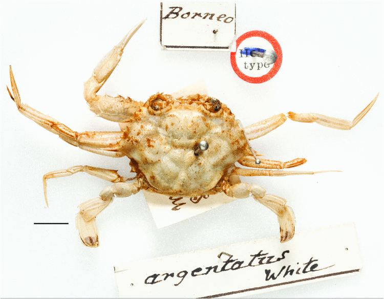 The identity of Monomia argentata (Crustacea : Brachyura : Portunidae ...