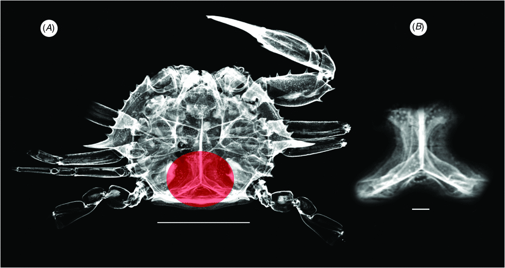 The identity of Monomia argentata (Crustacea : Brachyura : Portunidae ...