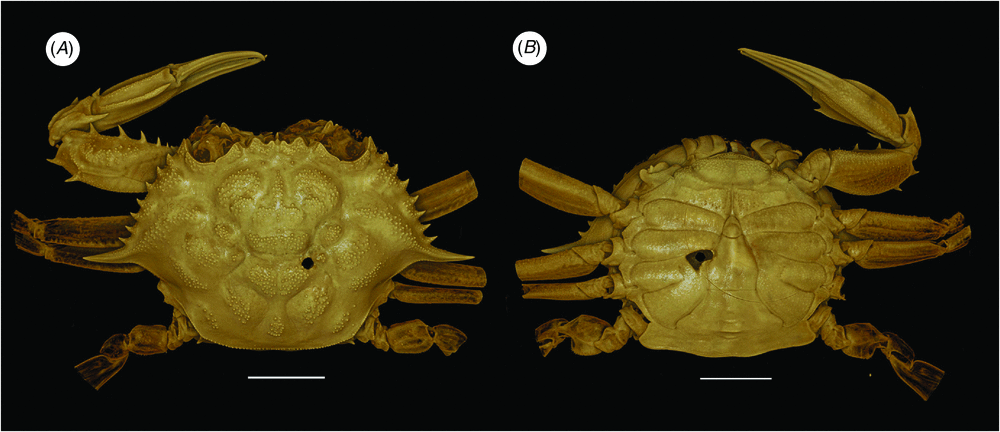 The identity of Monomia argentata (Crustacea : Brachyura : Portunidae ...