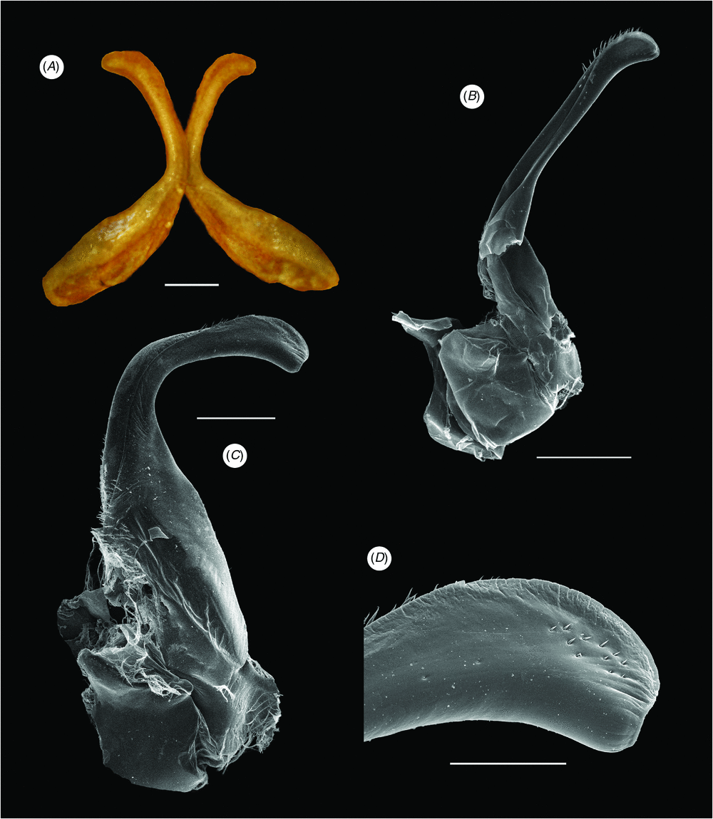 The identity of Monomia argentata (Crustacea : Brachyura : Portunidae ...