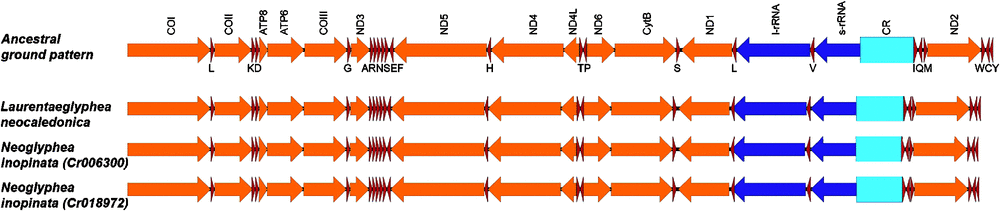More limbs on the tree: mitogenome characterisation and systematic ...