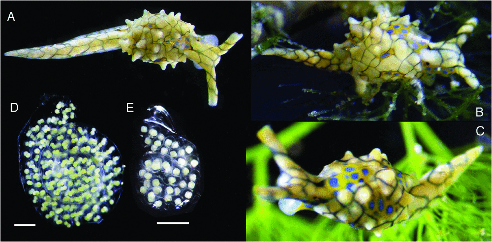 Phylogenetic systematics of the shelled sea slug genus Oxynoe ...