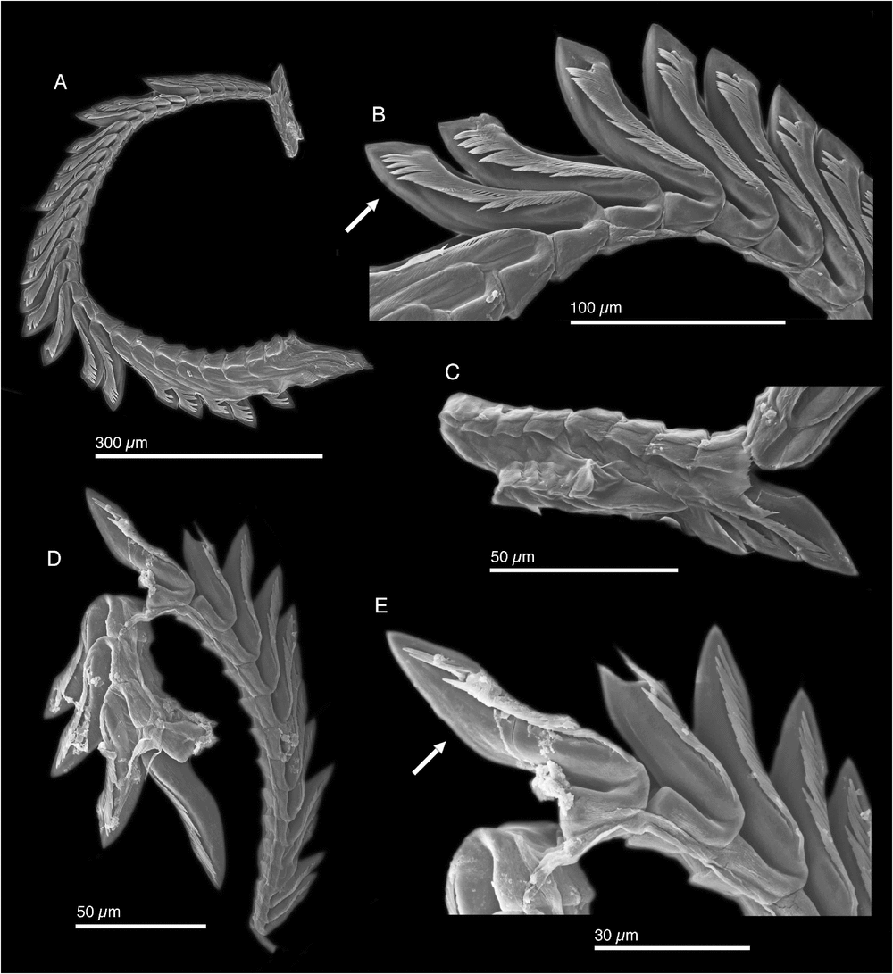Phylogenetic systematics of the shelled sea slug genus Oxynoe ...
