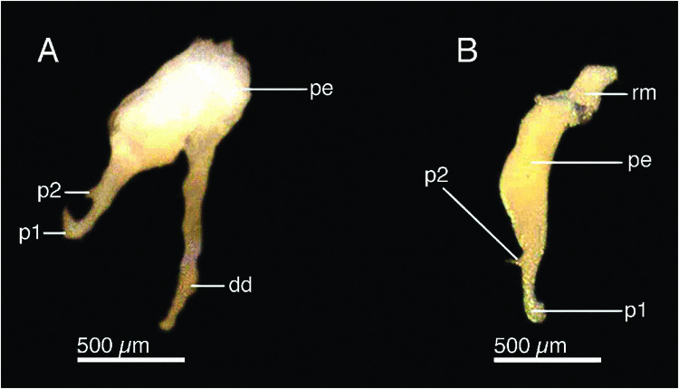 Phylogenetic systematics of the shelled sea slug genus Oxynoe ...