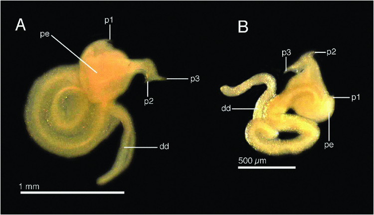 Phylogenetic systematics of the shelled sea slug genus Oxynoe ...