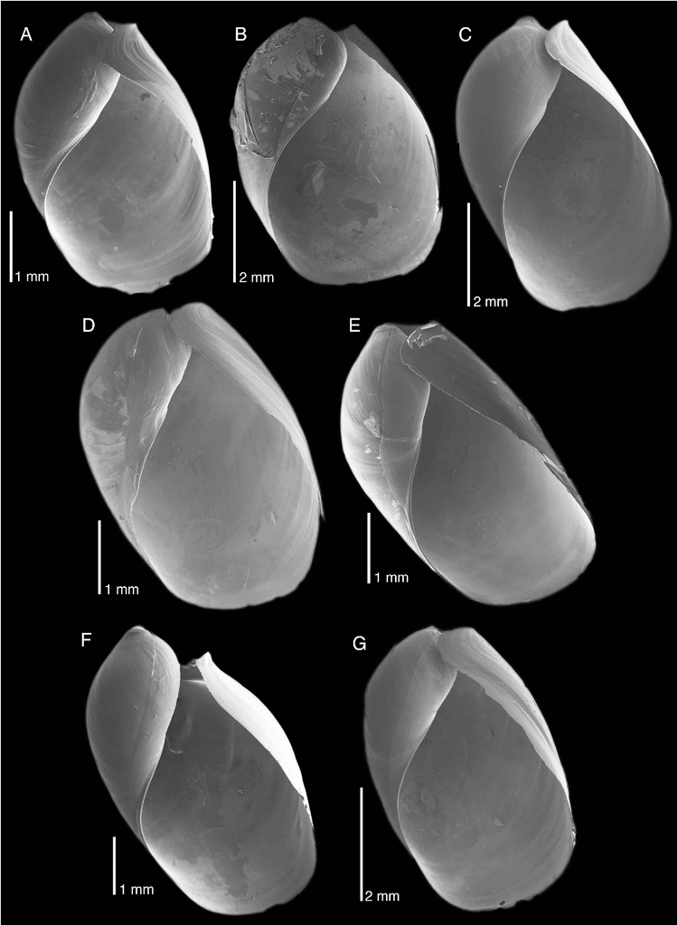 Phylogenetic systematics of the shelled sea slug genus Oxynoe ...