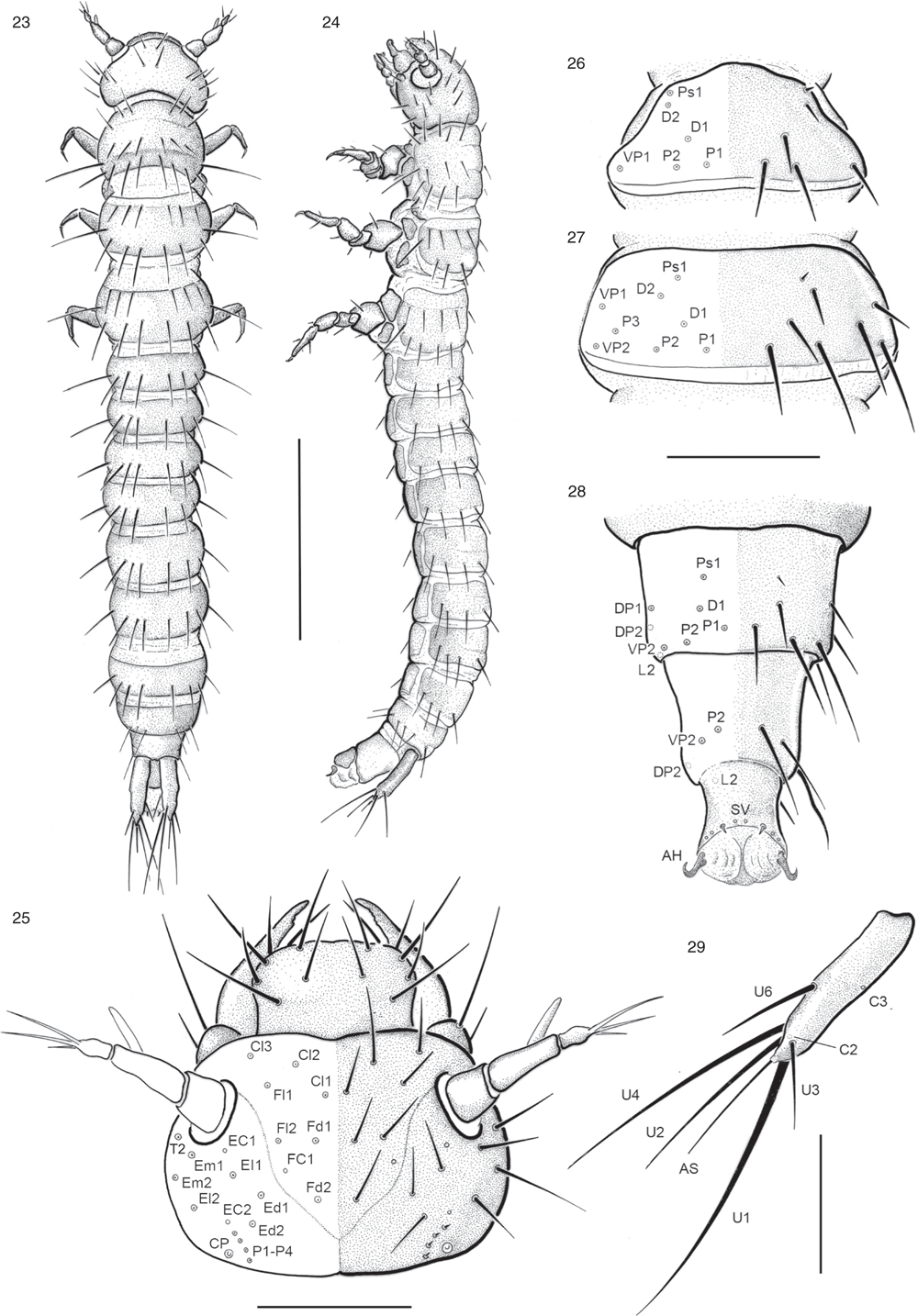 Unveiling the smallest – systematics, classification and a new ...