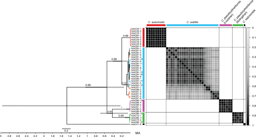 Integrative species delimitation reveals fine-scale allopatric ...
