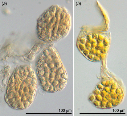 Phylogenetic analysis and diversity of peculiar new lecanicephalidean ...