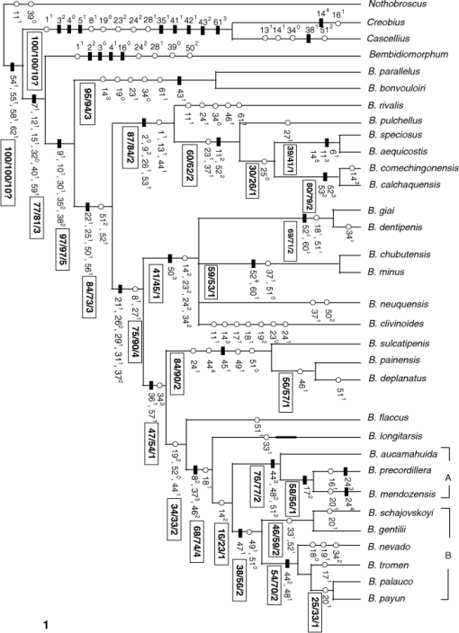 Phylogeny of the South American genus Baripus (Coleoptera : Carabidae ...