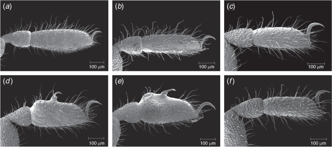 Diversity and distribution of the New Zealand endemic mite harvestman ...