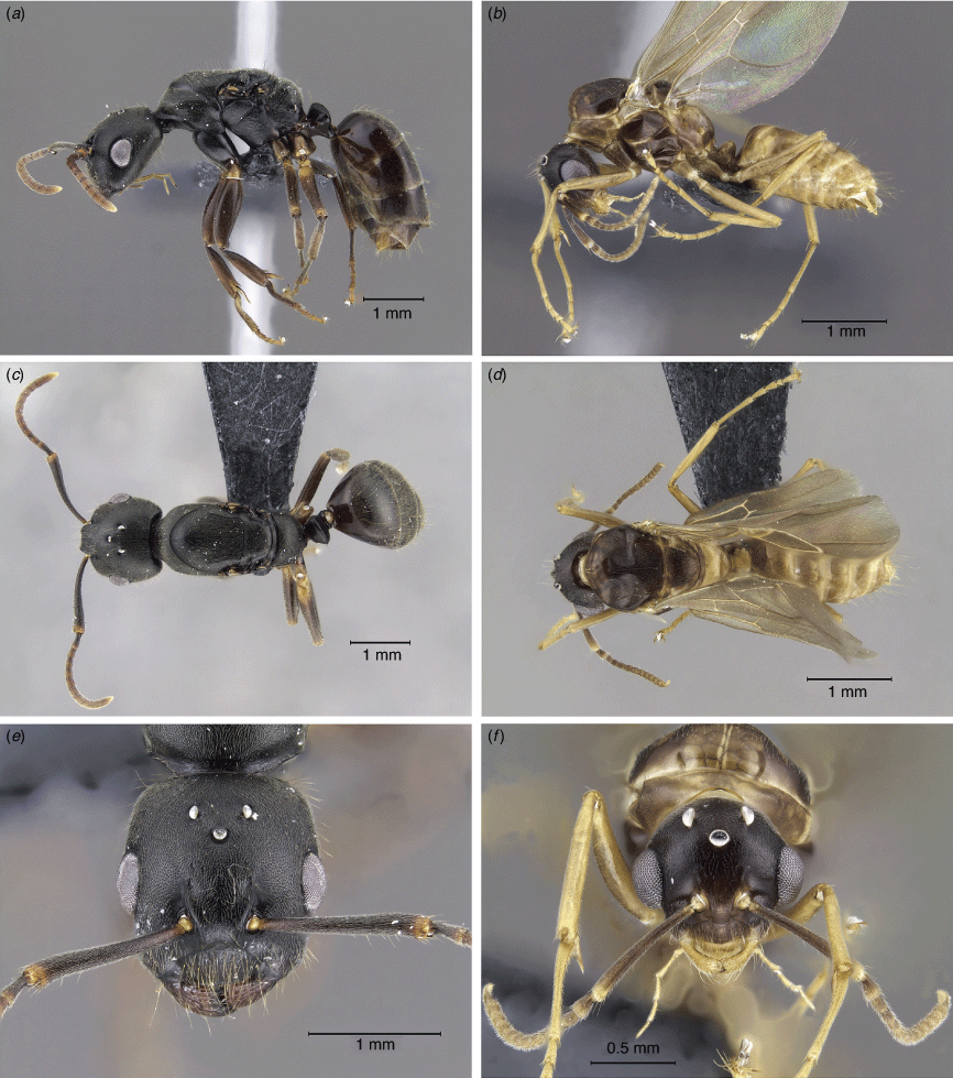 Uncovering cryptic diversity in the enigmatic ant genus Overbeckia and ...