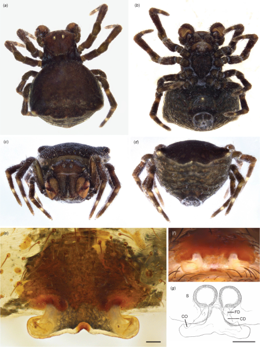 Genitalic morphology and phylogenomic placement of the Australian ...