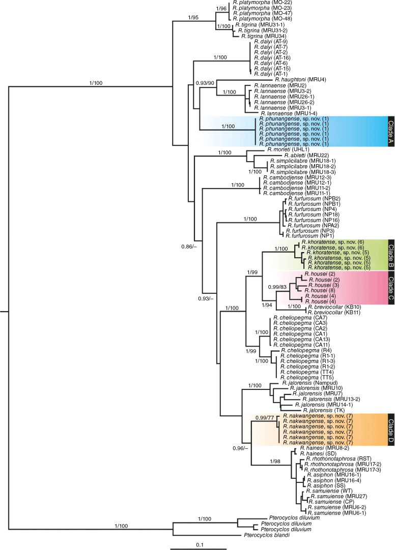 Molecular phylogeny of the snorkel snail Rhiostoma housei, a species ...