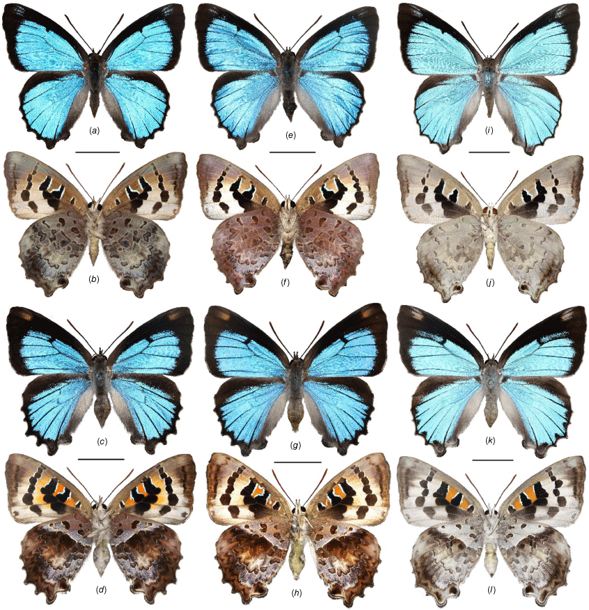 Systematics of the Ogyris aenone (Waterhouse, 1902) complex ...