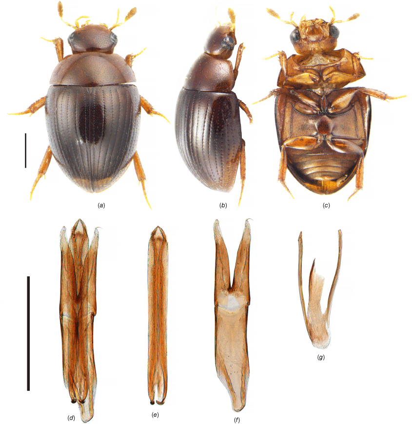 DNA but not always morphology help to recognise monophyletic genera ...