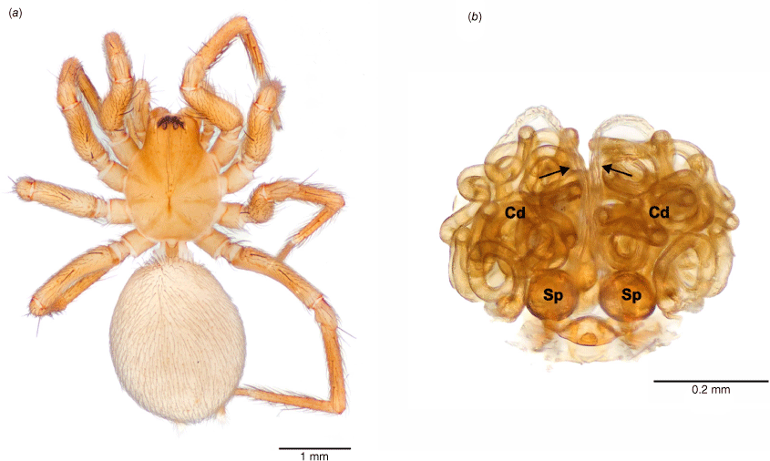 Enigmatic and extravagant genitalia in the spider genus Mastigusa ...