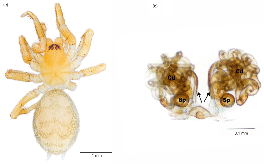Enigmatic and extravagant genitalia in the spider genus Mastigusa ...