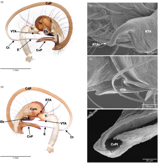 Enigmatic and extravagant genitalia in the spider genus Mastigusa ...