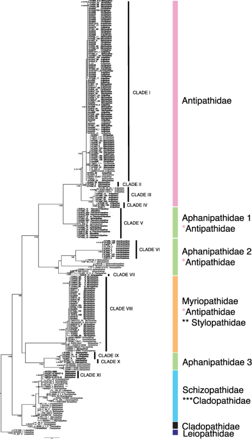 Molecular diversity of black corals from the Saudi Arabian Red Sea: a ...