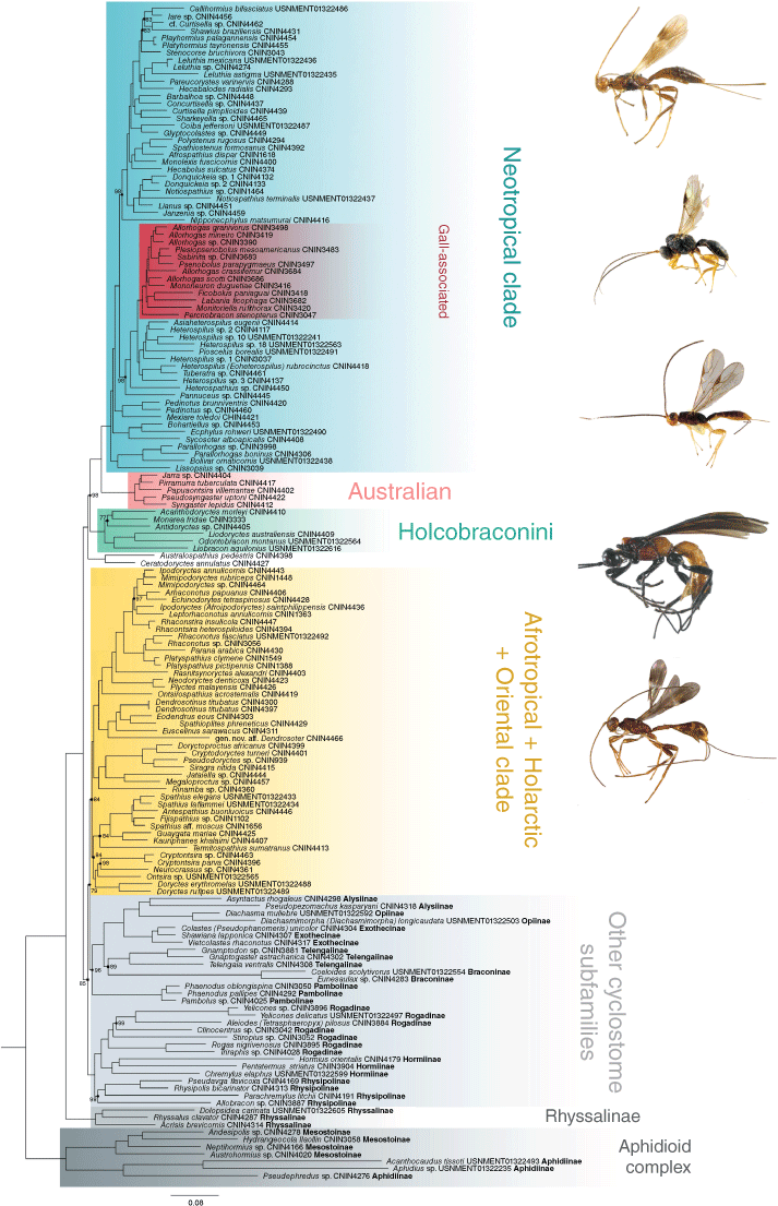 Mitogenome architecture supports the non-monophyly of the cosmopolitan ...