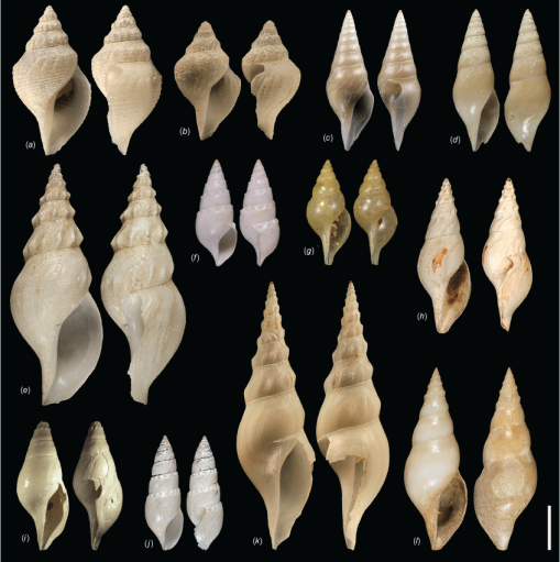 Addressing knowledge gaps in the systematics of temperate south-east ...