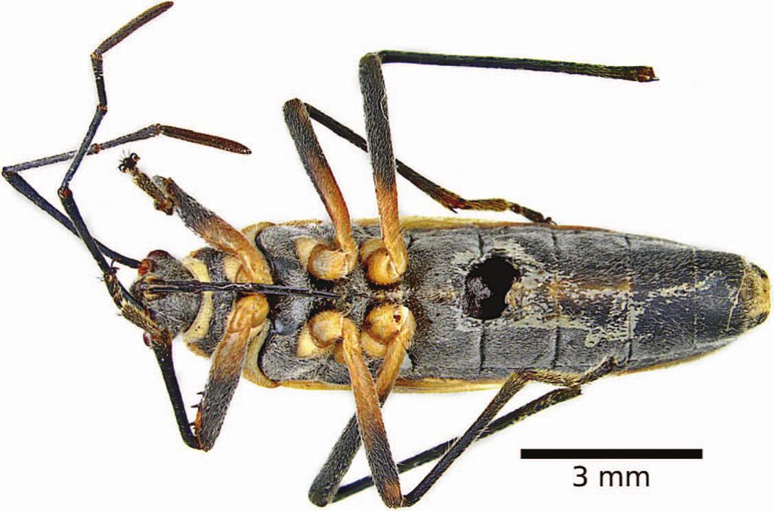 New Records of a Parasitoid of Stenomacra marginella (Herrich-Schaefer ...