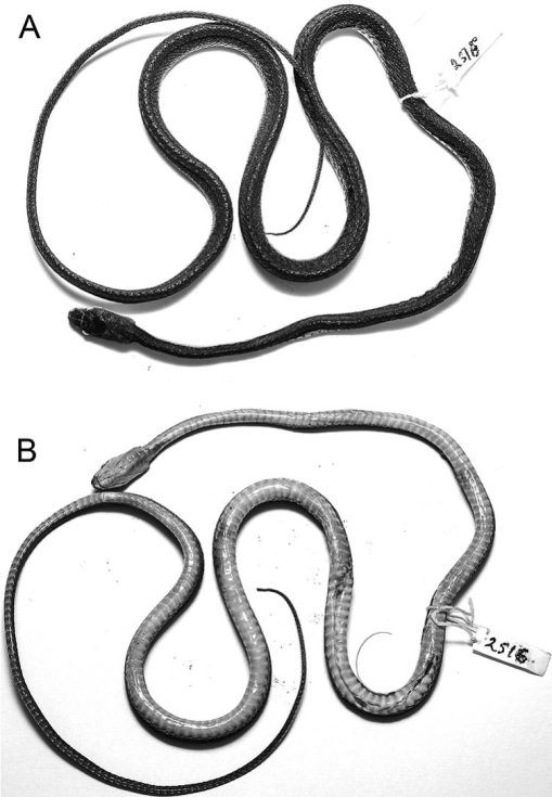 Systematics and Ecological Data Enrichment for the Recently Described ...