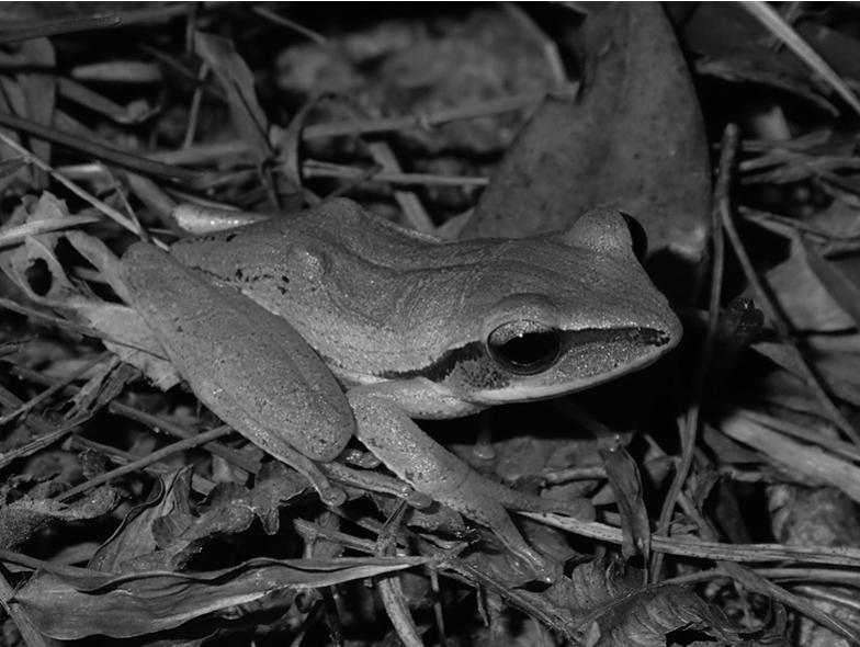 Comparative Analyses of the White-lipped Tree Frog, Polypedates ...