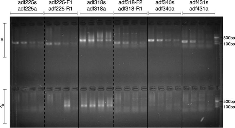 Application of a Genetic Sex Identification Method on the Japanese ...